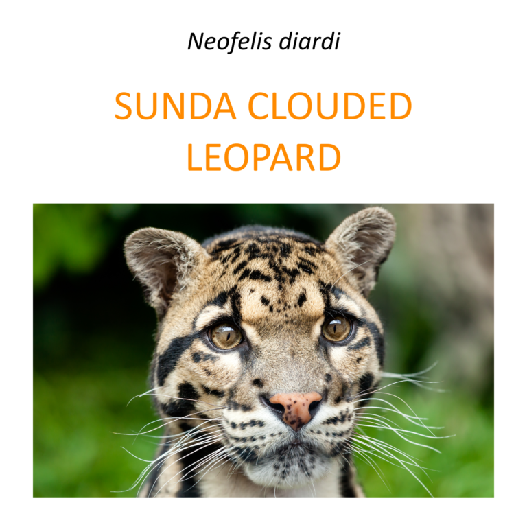 Sunda clouded leopard protection programme – DODO – Fundacja ZOO Wrocław